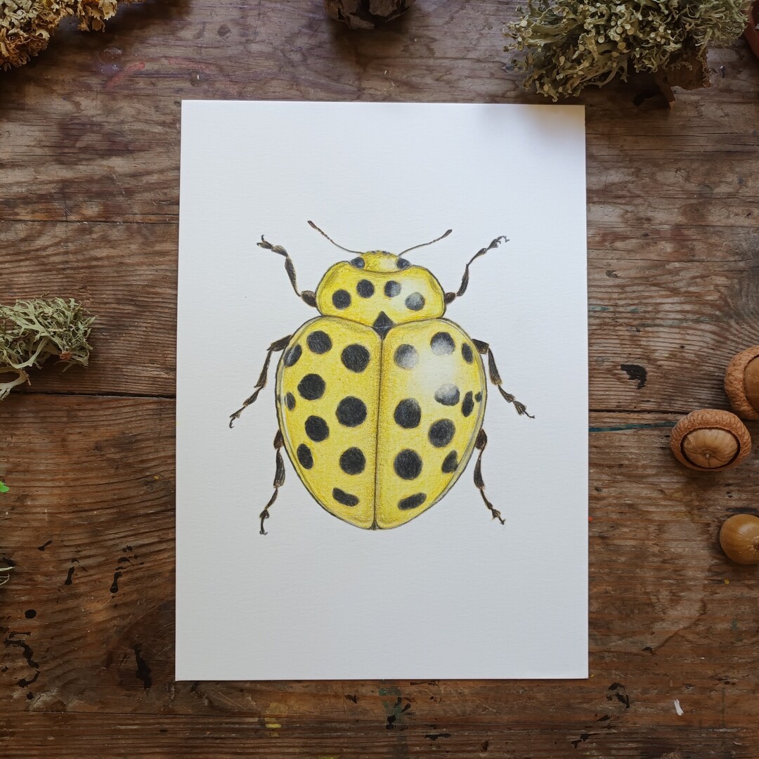 22-spot Ladybird, Ladybug Art Print, Nature Giclée Print, Wildlife ...