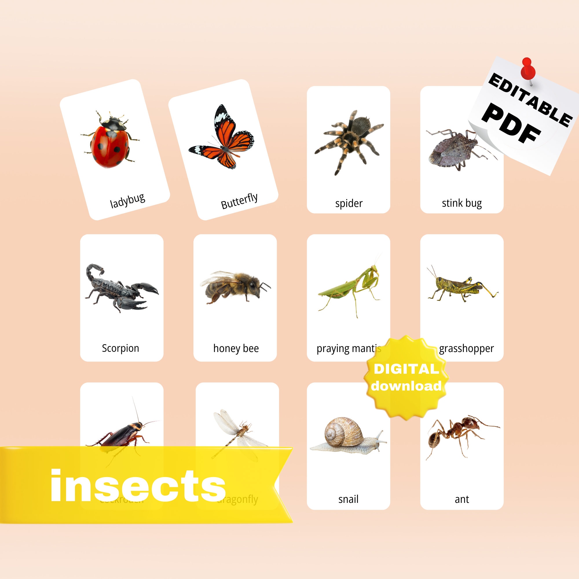 INSECTS (real Pictures) / 18 Editable Montessori Cards / Flash Cards ...