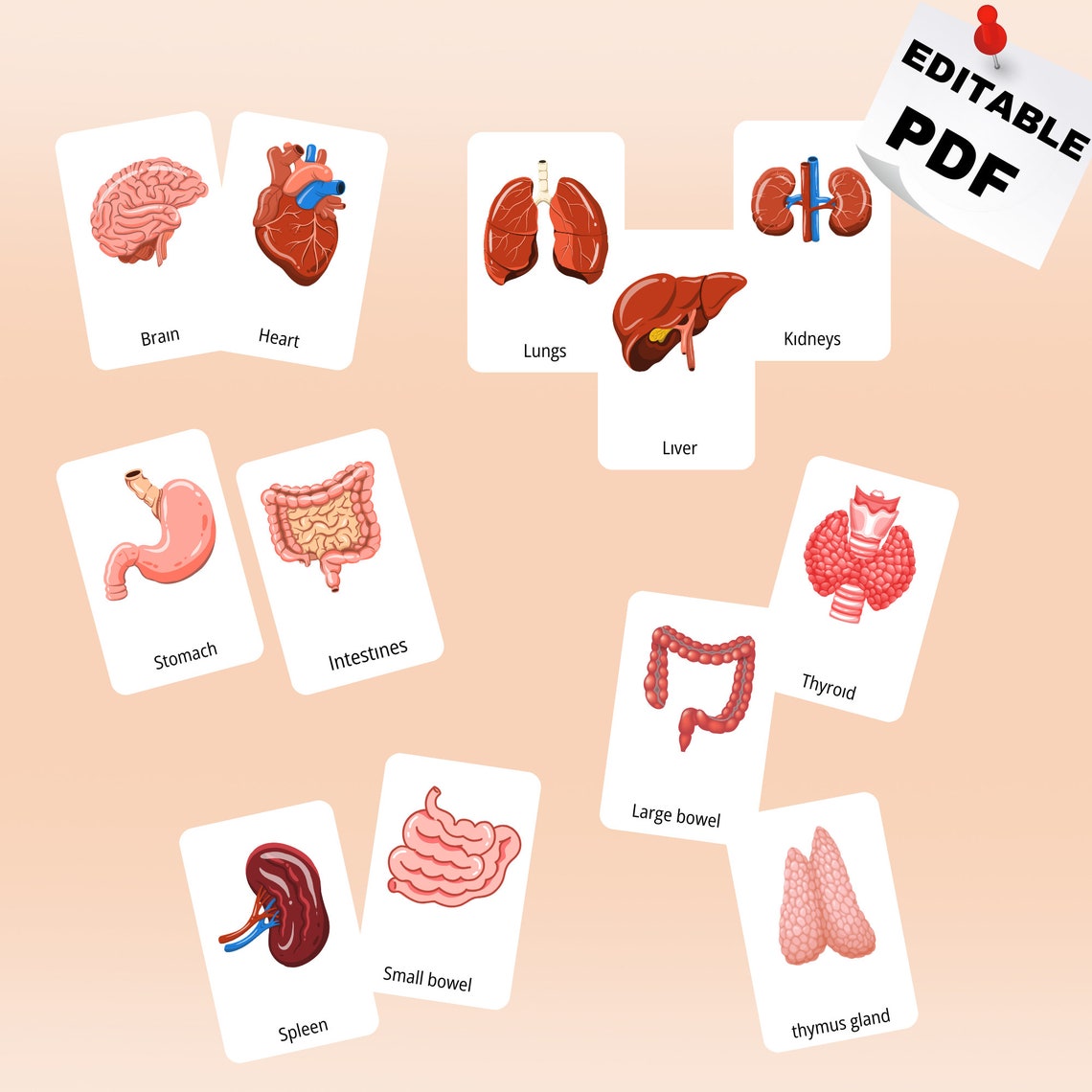 18 Montessori Body Parts / Human Anatomy and Organs / 3-piece Cards ...