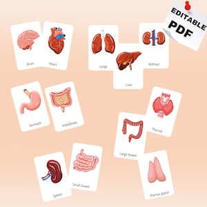 18 Montessori Body Parts / Human Anatomy and Organs / 3-piece Cards ...