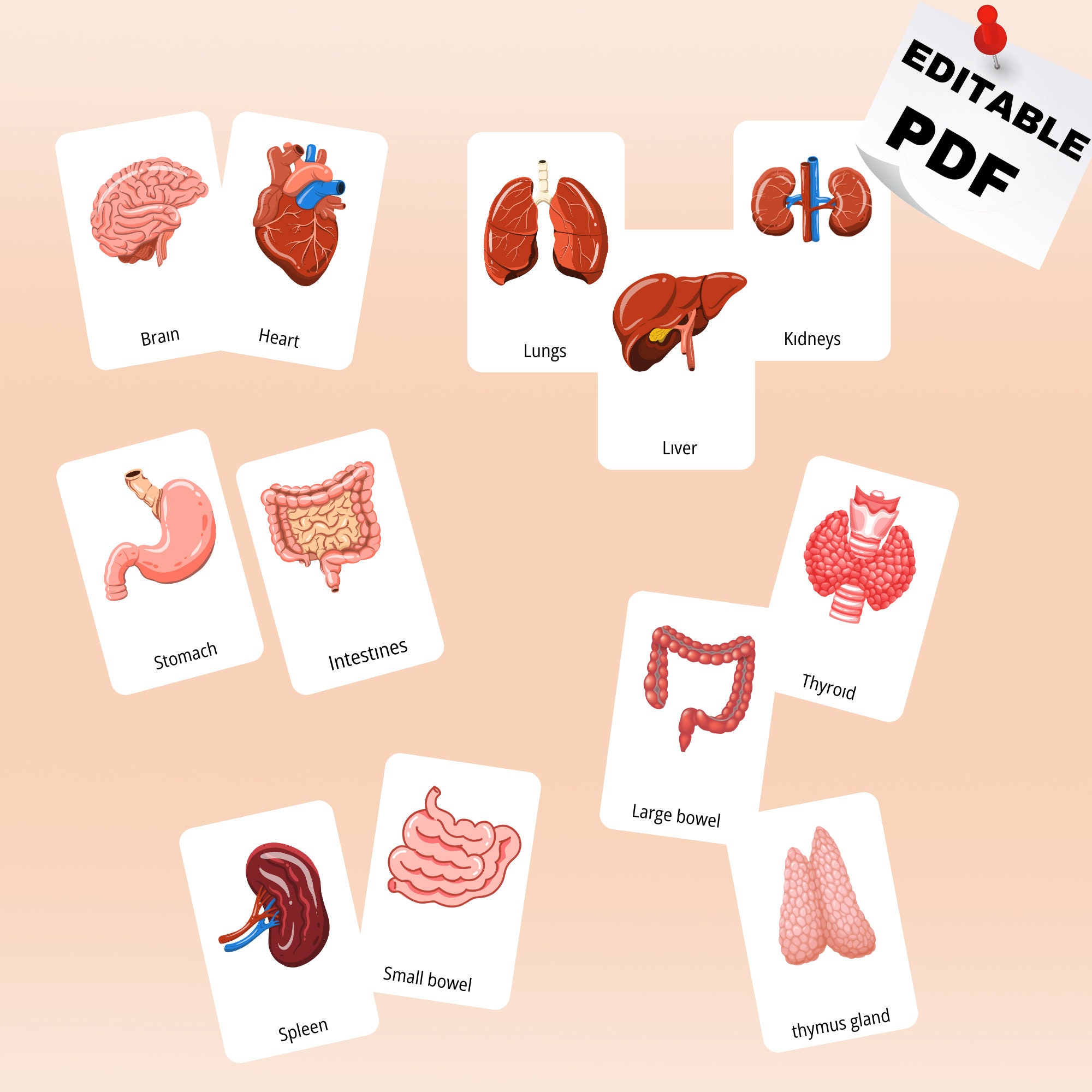 18 Montessori Body Parts / Human Anatomy and Organs / 3-piece Cards ...