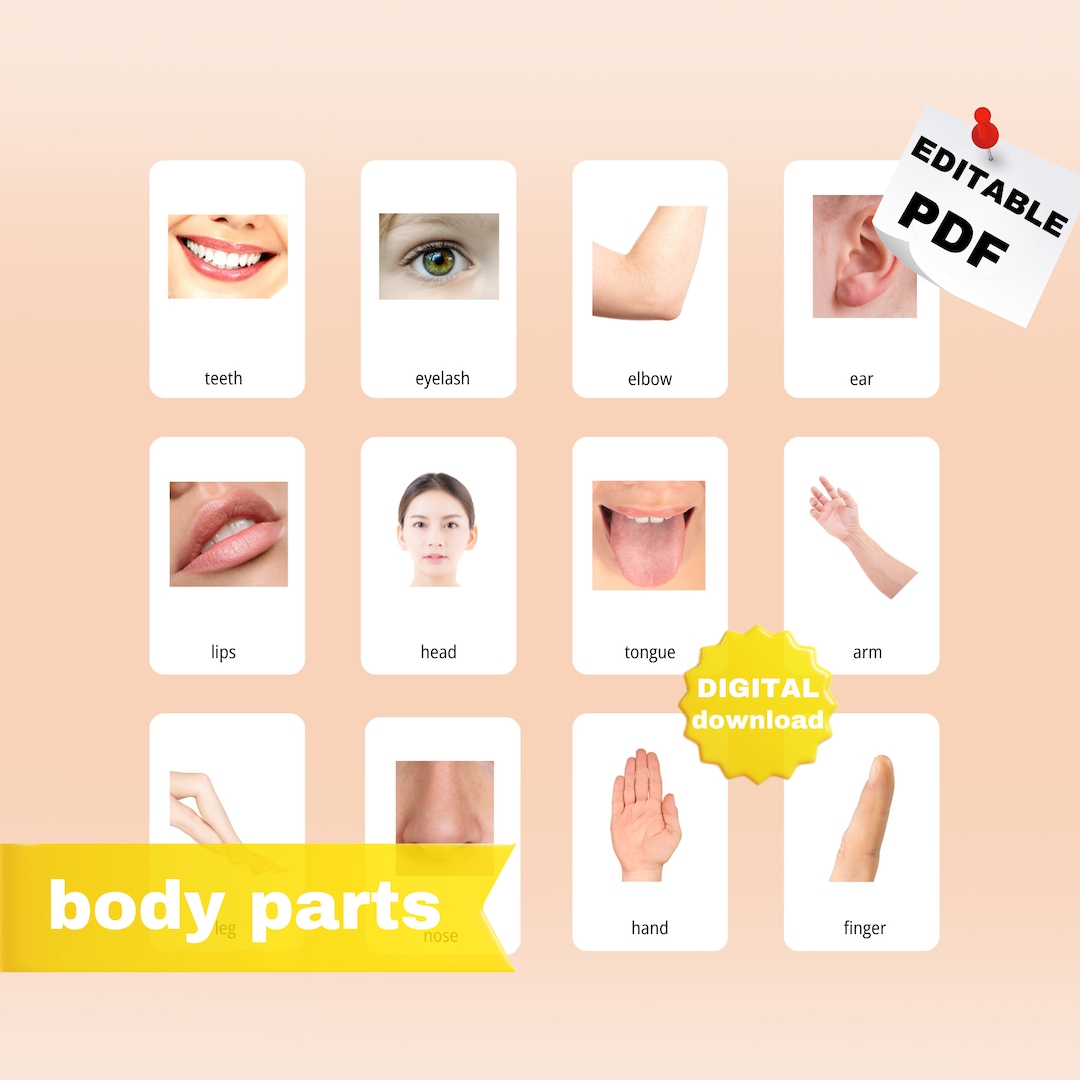BODY PARTS /real Pictures/ 27 Montessori Cards,body Parts Cards,3 Piece ...