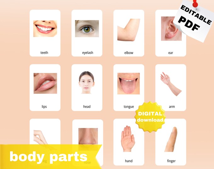 18 Montessori Body Parts / Human Anatomy and Organs / 3-piece Cards ...