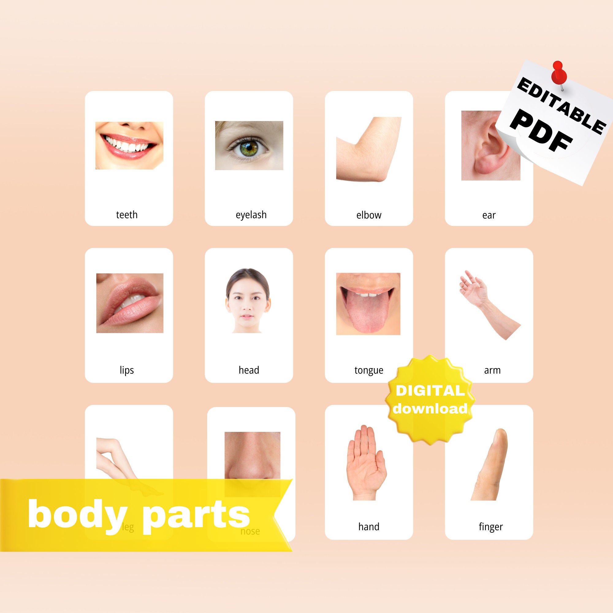 BODY PARTS /real Pictures/ 27 Montessori Cards,body Parts Cards,3 Piece ...