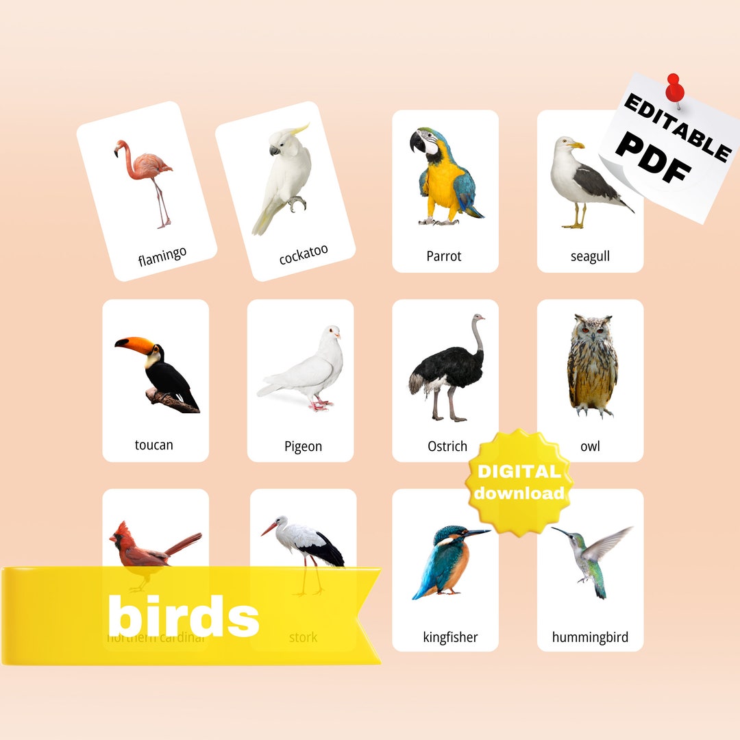 BIRDS (real Pictures) / 30 Montessori Cards / Flash Cards / Birds ...