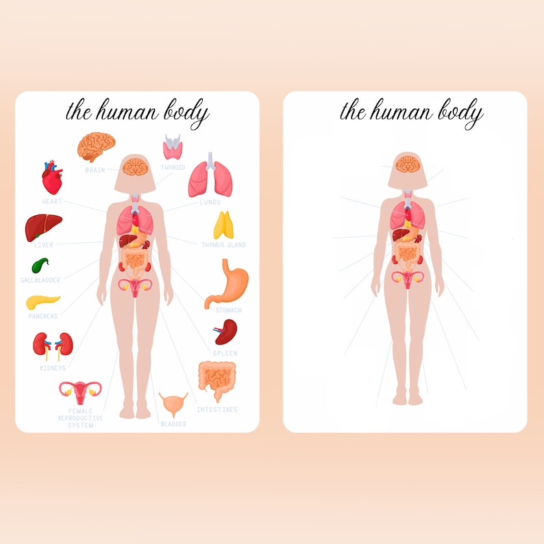 18 Montessori Body Parts / Human Anatomy and Organs / 3-piece Cards ...