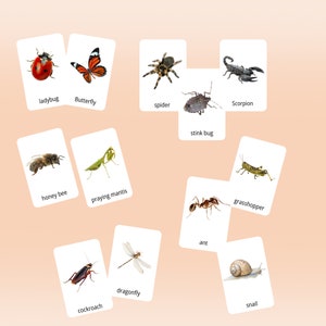 INSECTS (real Pictures) / 18 Editable Montessori Cards / Flash Cards ...