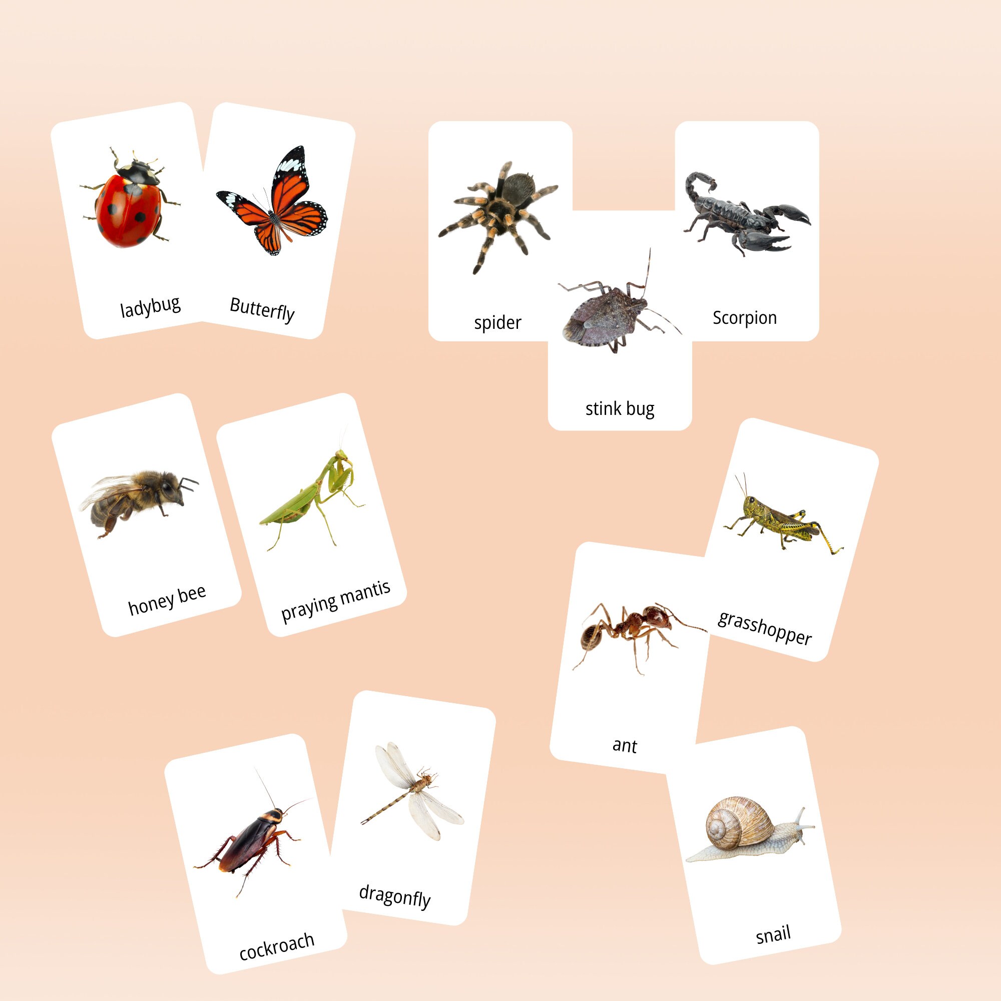 INSECTS (real Pictures) / 18 Editable Montessori Cards / Flash Cards ...