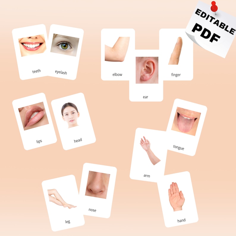 BODY PARTS /real Pictures/ 27 Montessori Cards,body Parts Cards,3 Piece ...