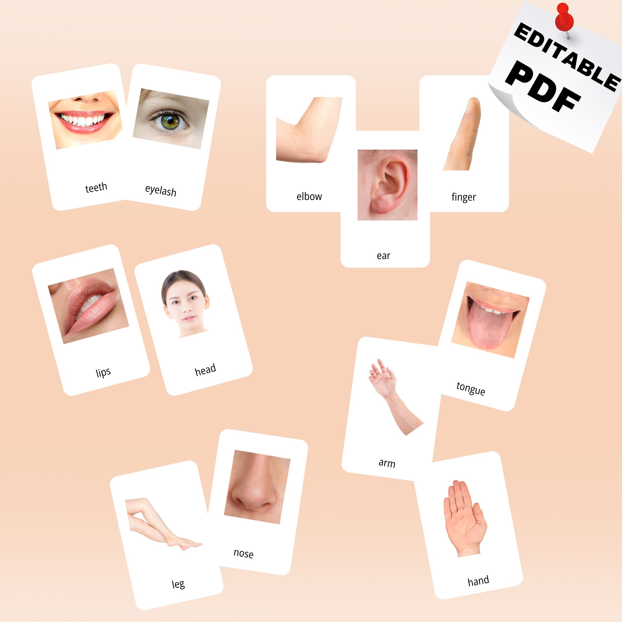 BODY PARTS /real Pictures/ 27 Montessori Cards,body Parts Cards,3 Piece ...