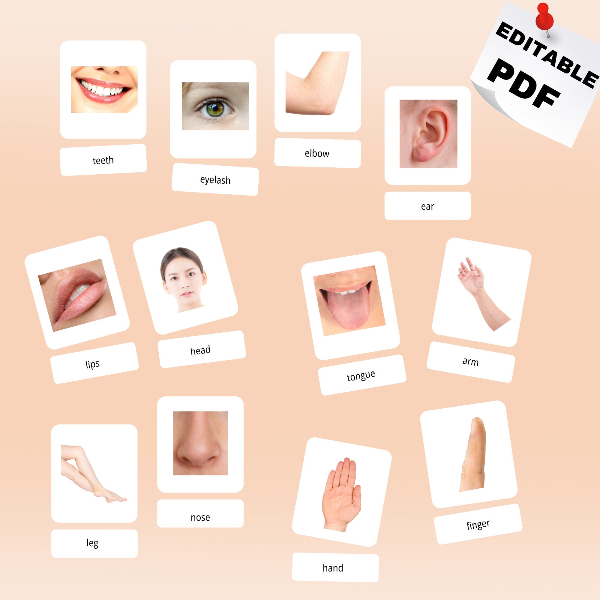 BODY PARTS /real Pictures/ 27 Montessori Cards,body Parts Cards,3 Piece ...