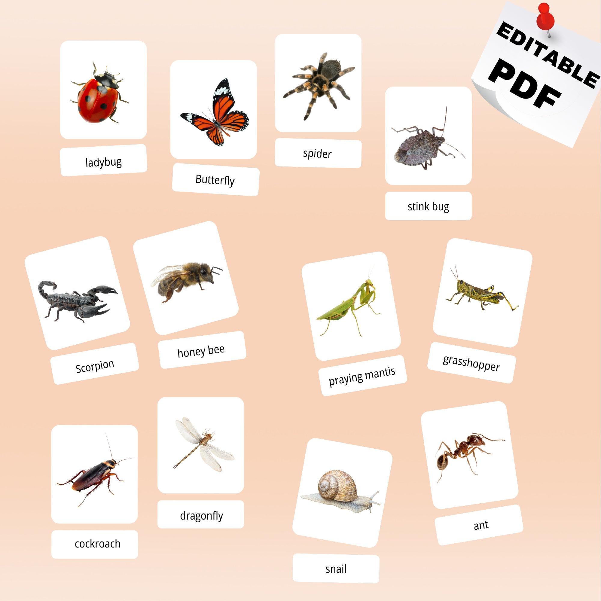 INSECTS (real Pictures) / 18 Editable Montessori Cards / Flash Cards ...