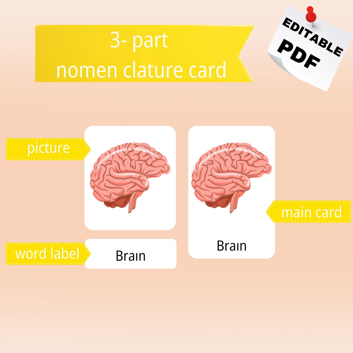 18 Montessori Body Parts / Human Anatomy and Organs / 3-piece Cards ...