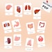 18 Montessori Body Parts / Human Anatomy and Organs / 3-piece Cards ...