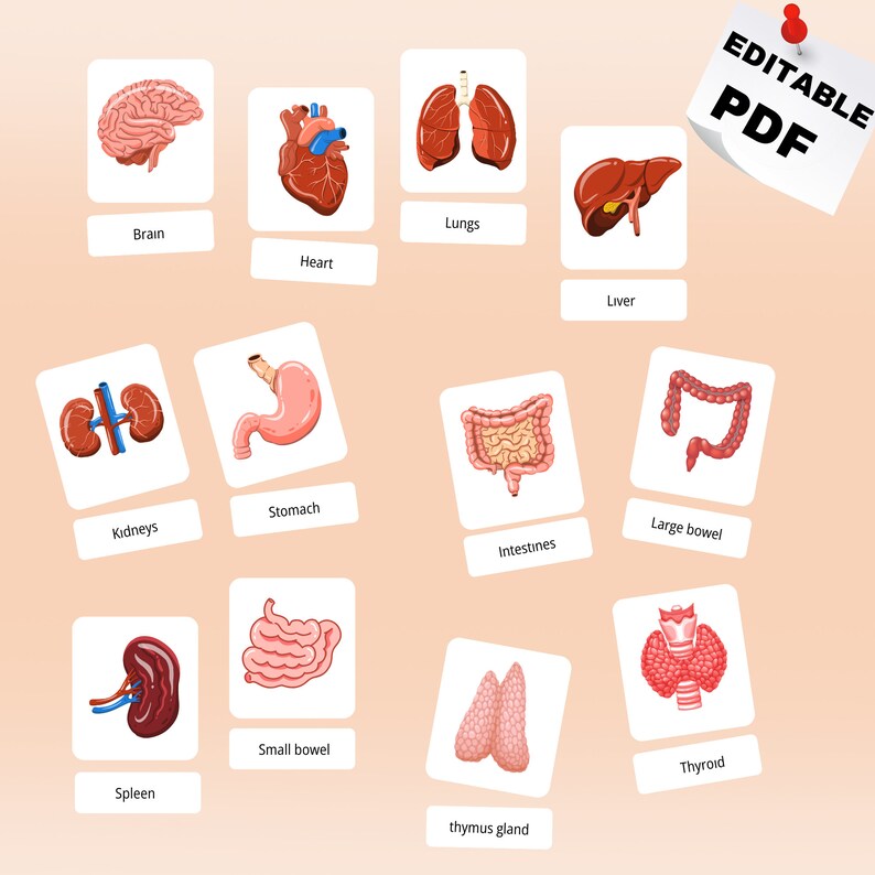 18 Montessori Body Parts / Human Anatomy and Organs / 3-piece Cards ...