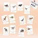 Dinosaurs / 20 Editable Montessori Cards / Flash Cards Naming ...