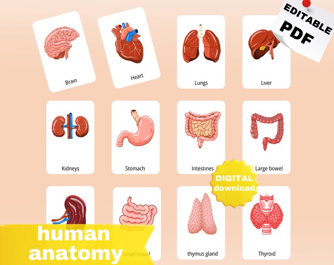 Human Anatomy | Body Parts | Body Organs | Montessori Cards | Flash ...