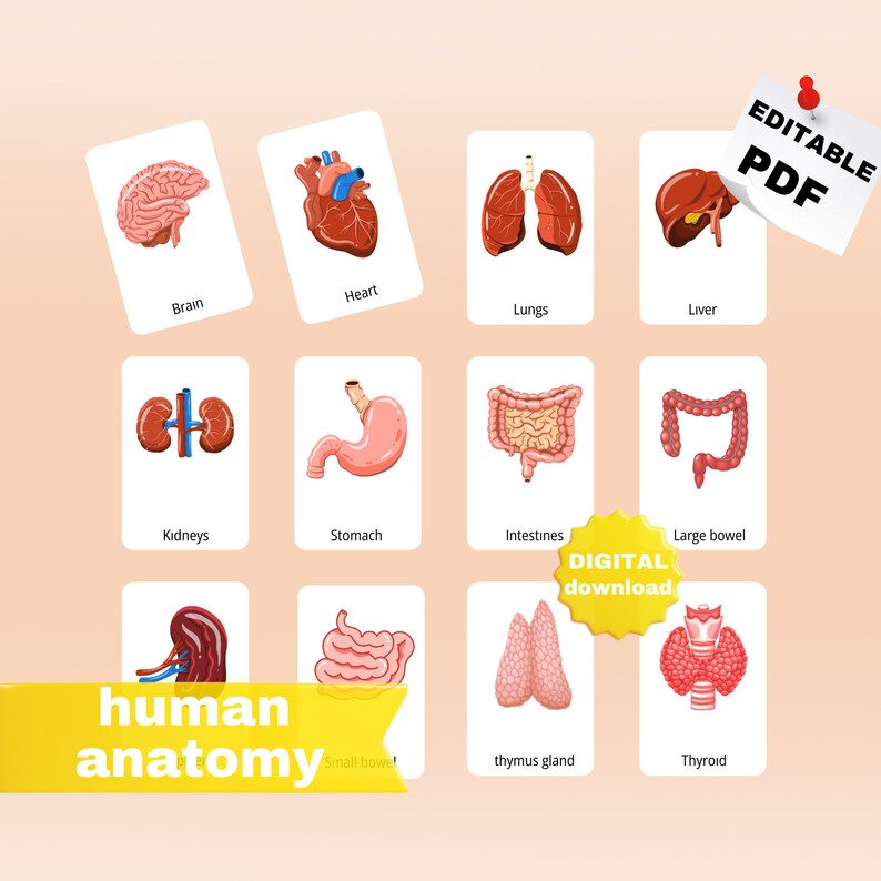 18 Montessori Body Parts / Human Anatomy and Organs / 3-piece Cards ...