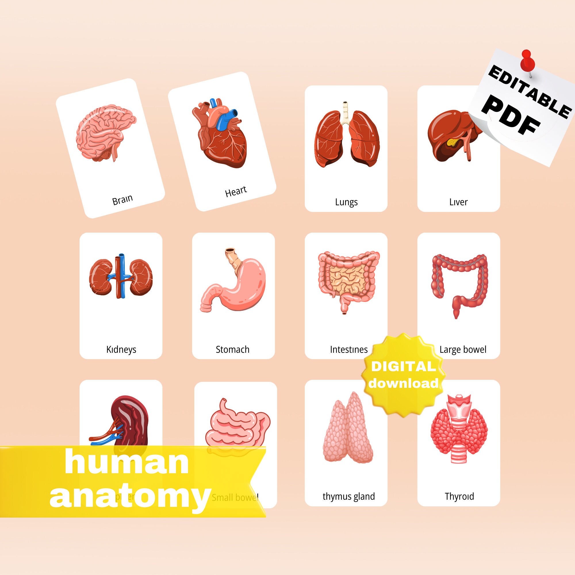 18 Montessori Body Parts / Human Anatomy and Organs / 3-piece Cards ...
