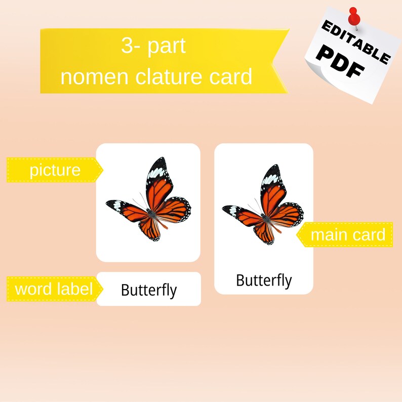 INSECTS (real Pictures) / 18 Editable Montessori Cards / Flash Cards ...