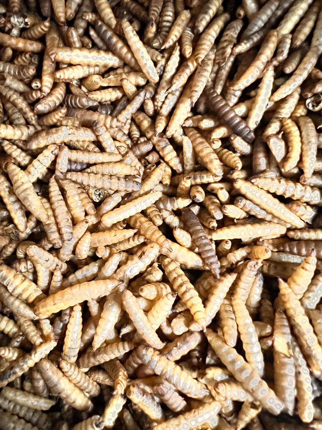 Hermit Crab Proteins, Black Soldier Flys, Hermit Crab Protein is a ...