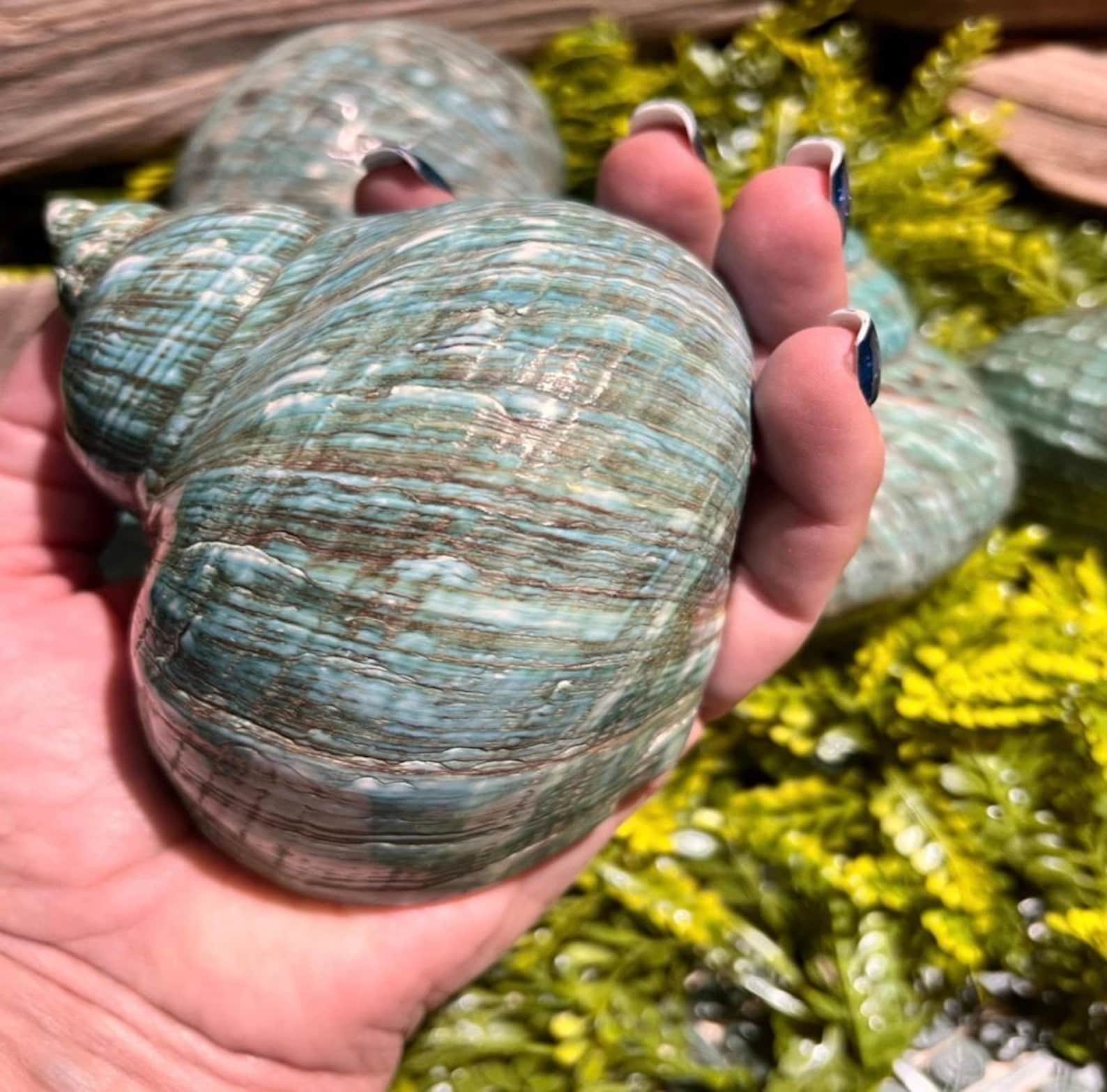 XXL Polished Turbo Jade Shell for Hermit Crabs – Natural Ocean Blemish ...