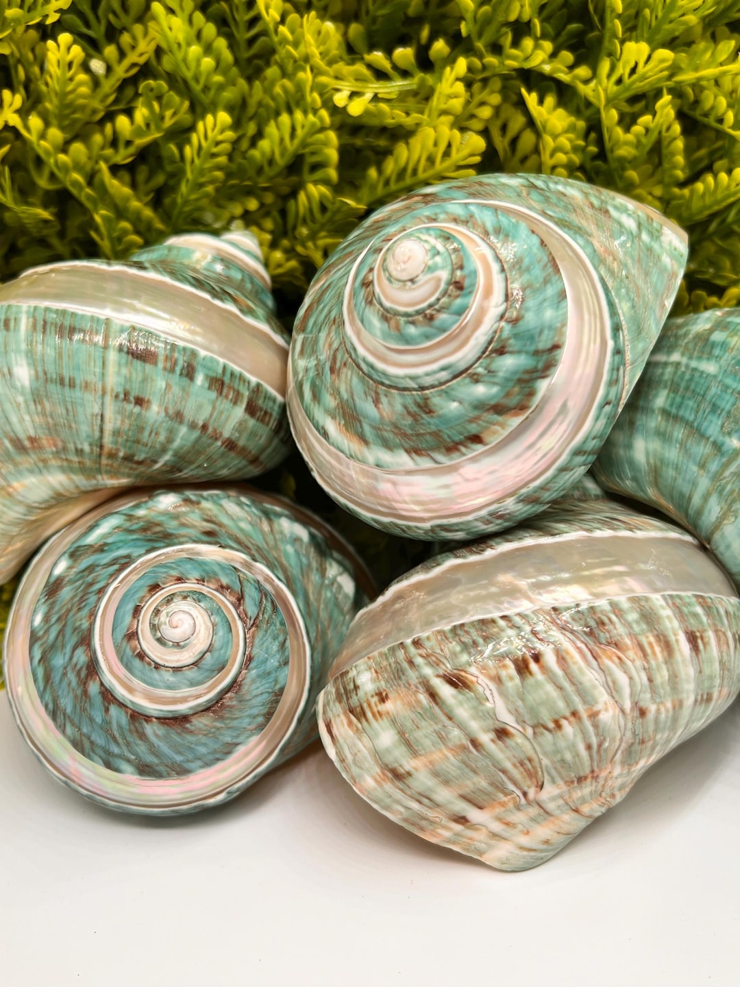 XXL Polished Turbo Jade Shell for Hermit Crabs – Natural Ocean Blemish ...