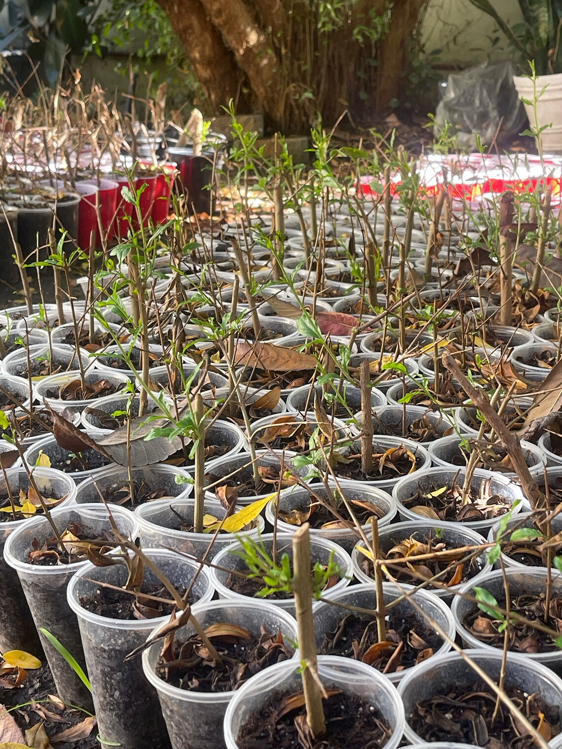 Pomegranate Tree - Dwarf Pomegranate Plant - Perfect for Small Spaces ...