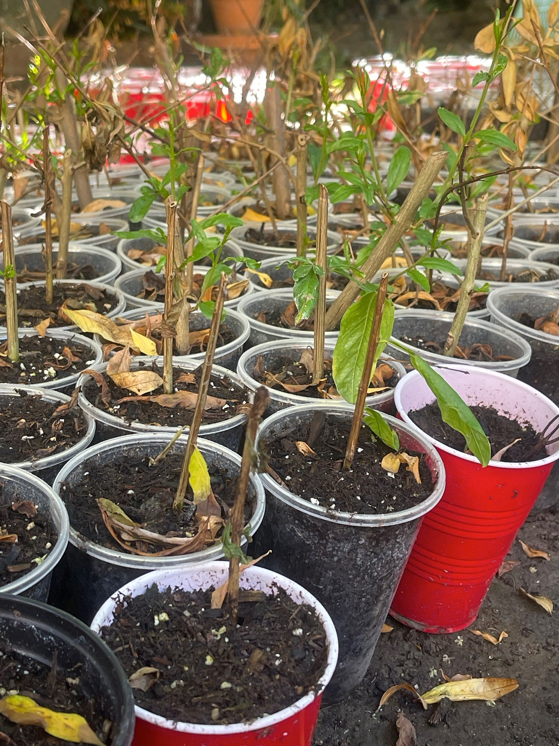 Pomegranate Tree - Dwarf Pomegranate Plant - Perfect for Small Spaces ...
