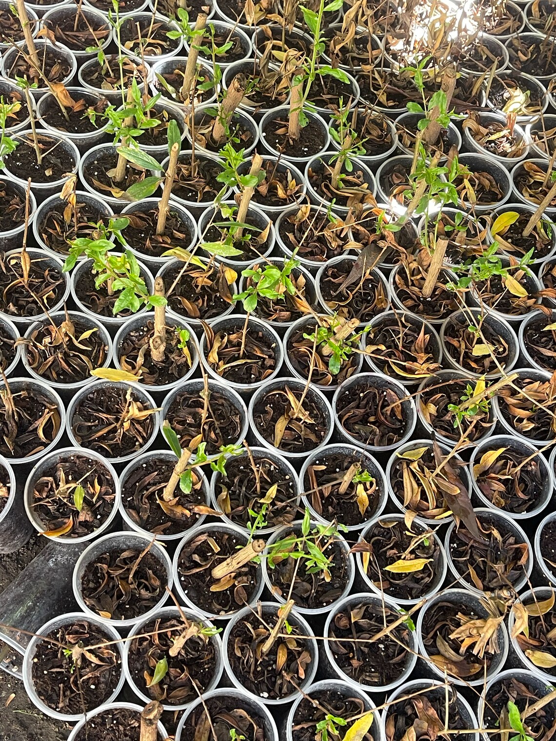 Pomegranate Tree - Dwarf Pomegranate Plant - Perfect for Small Spaces ...