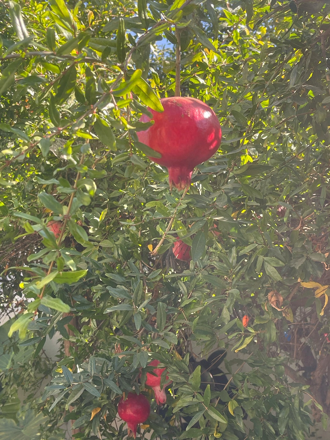 Pomegranate Tree - Dwarf Pomegranate Plant - Perfect for Small Spaces ...