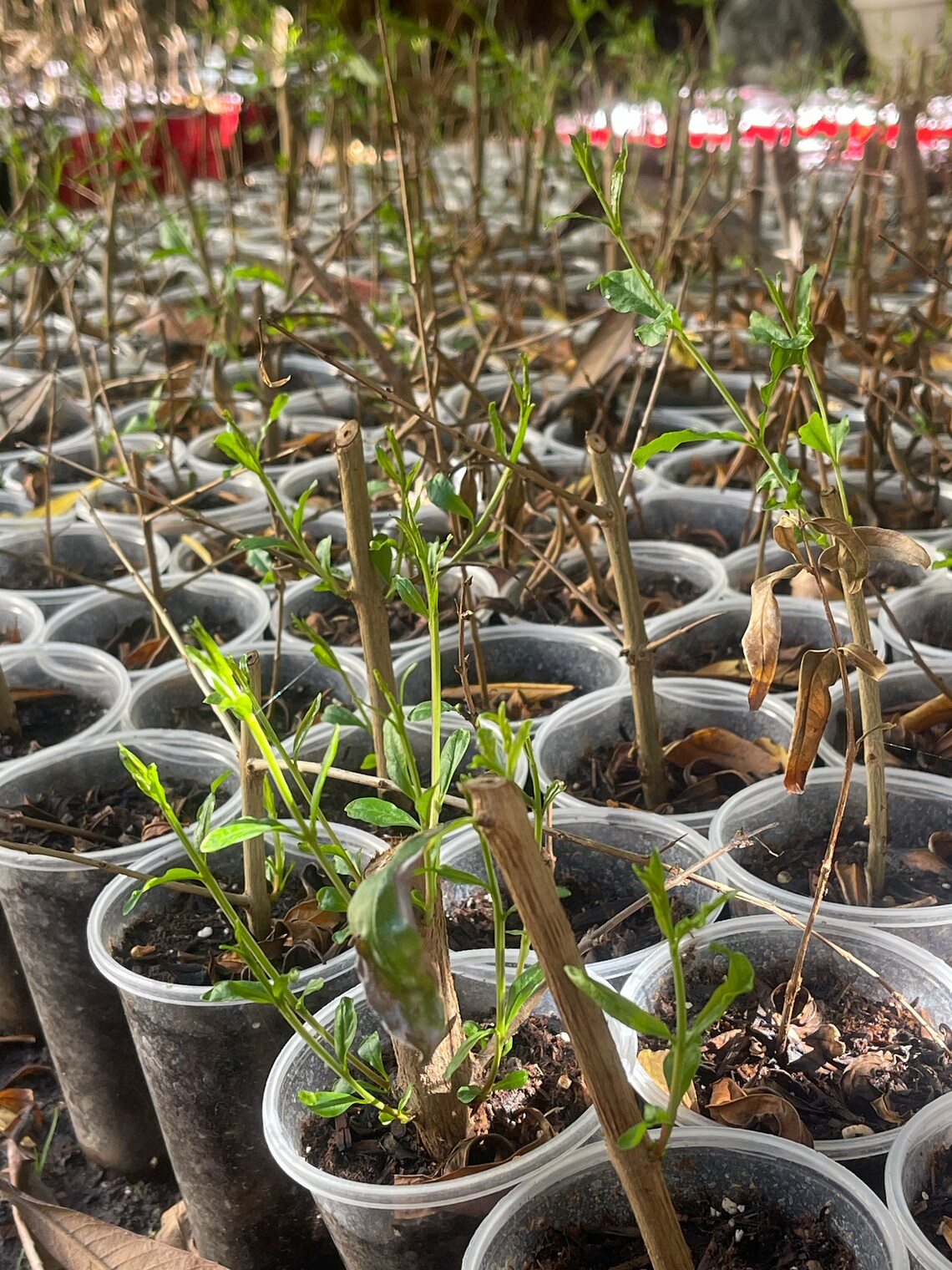 Pomegranate Tree - Dwarf Pomegranate Plant - Perfect for Small Spaces ...