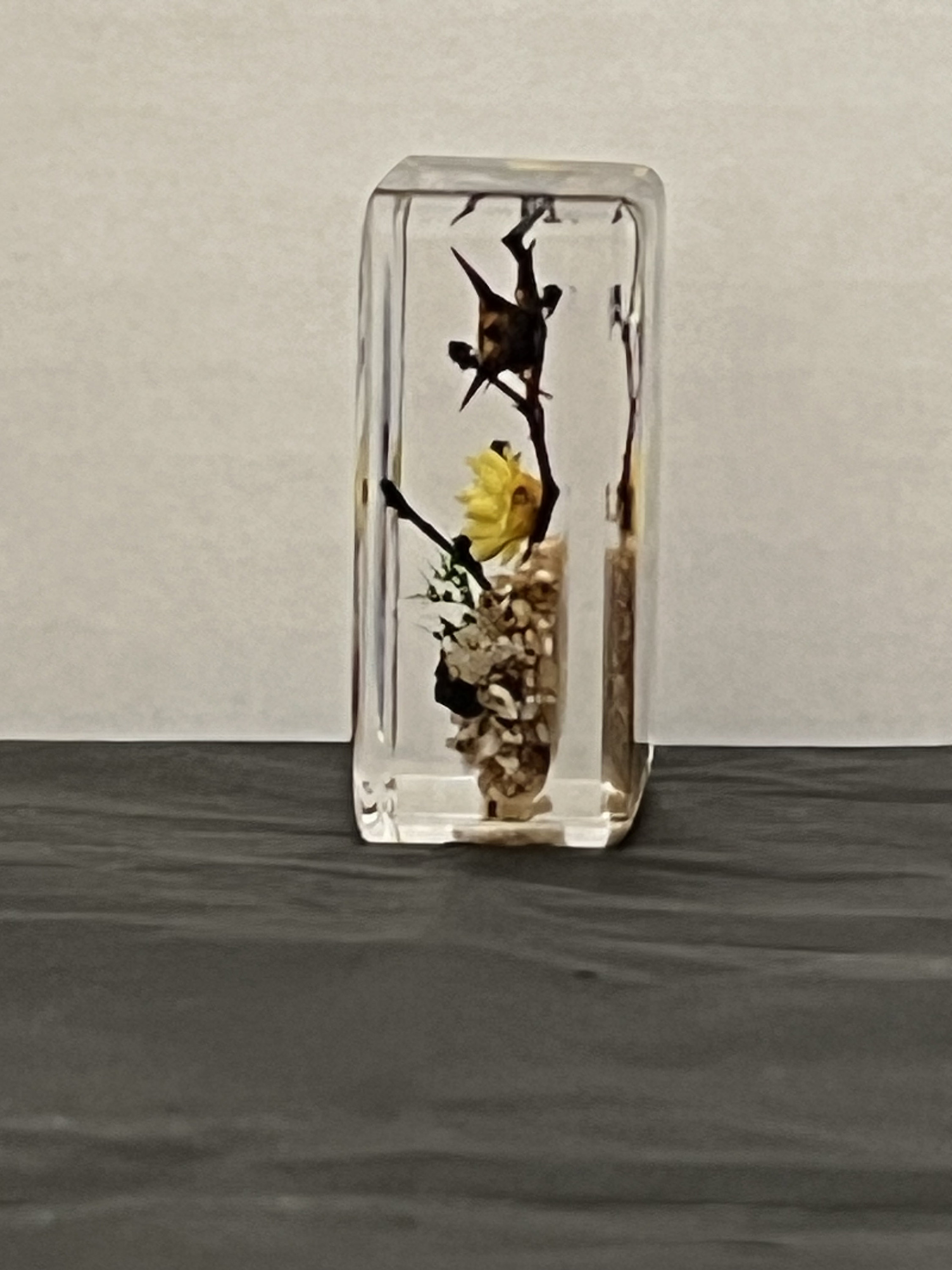 Fridge Magnet With Real Spiny Spider and Real Brazilian Yellow Dried ...