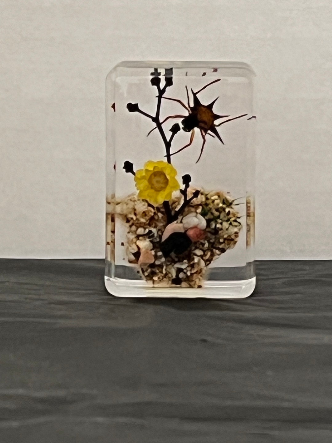 Fridge Magnet With Real Spiny Spider and Real Brazilian Yellow Dried ...