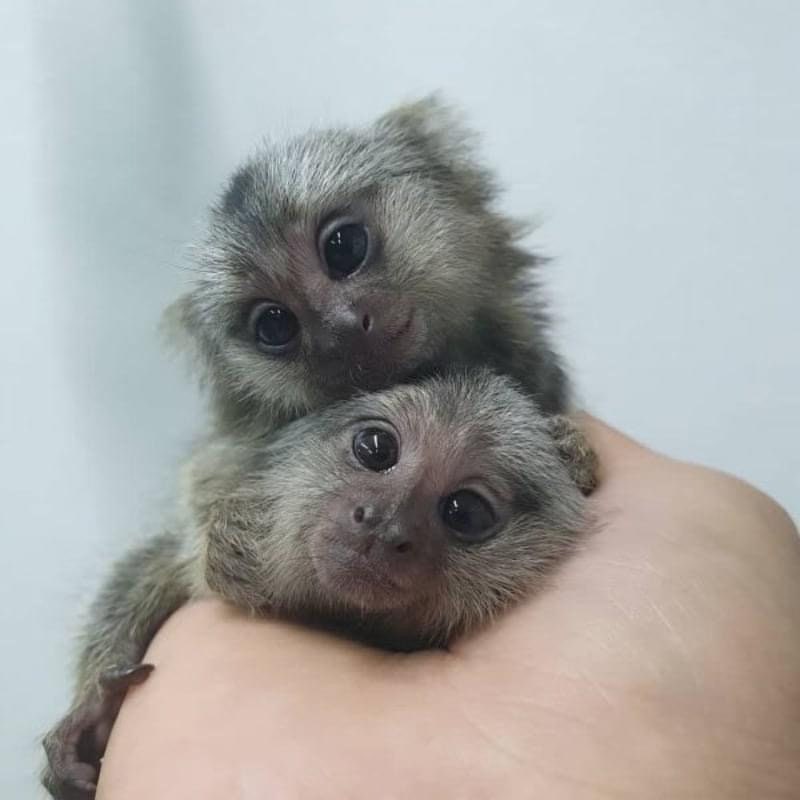 Cute Baby Finger Monkey