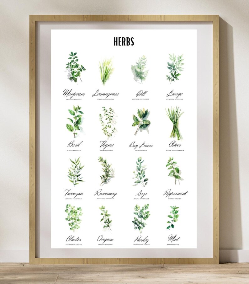 Herbal Bliss Collection: Set of 17 Exquisite Herb Posters - Perfect ...