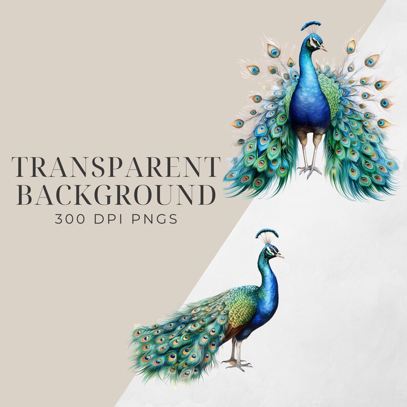 Peacocks Clip Art Pack Watercolour, Clipart or Commercial Use, Peacock ...