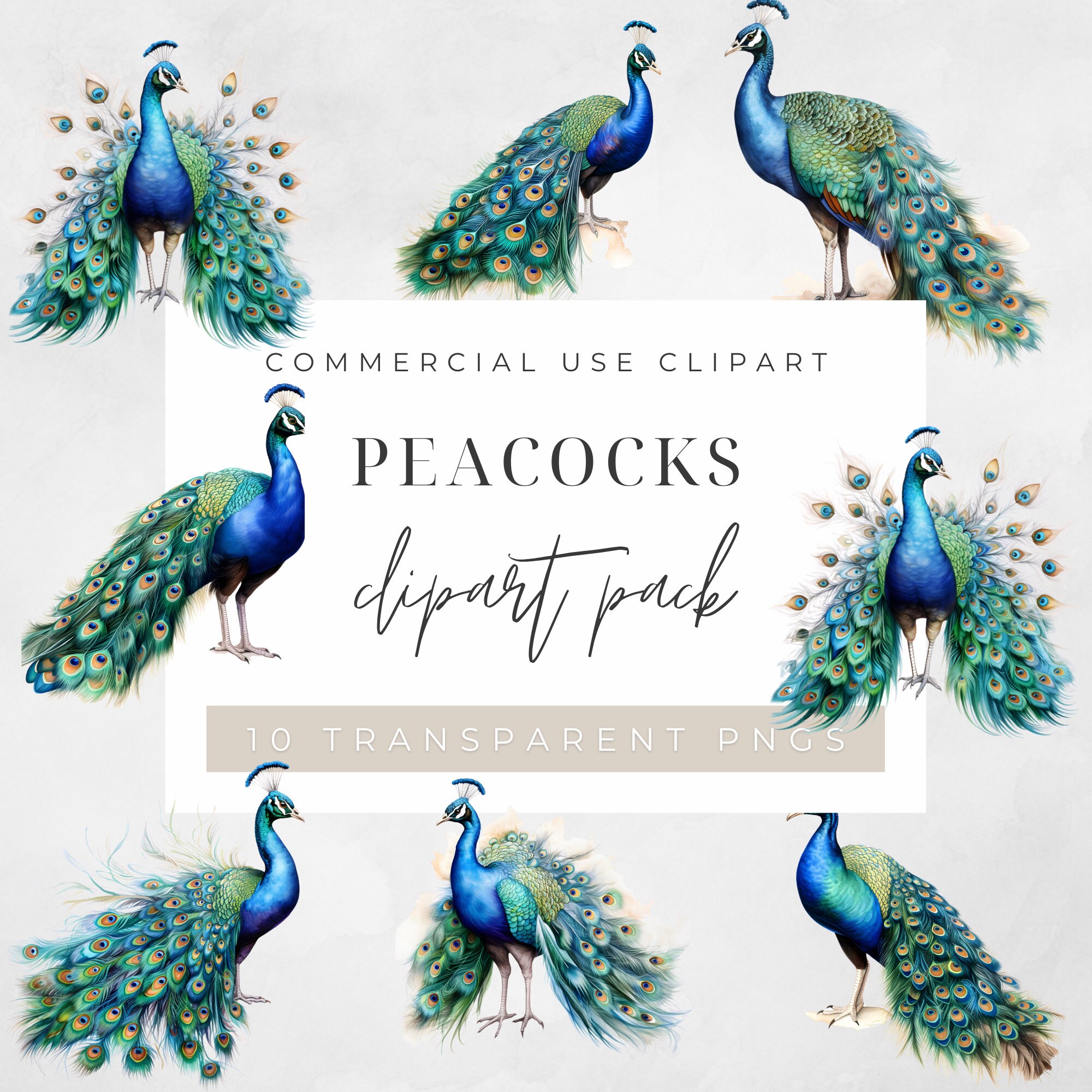 Peacocks Clip Art Pack Watercolour, Clipart or Commercial Use, Peacock ...