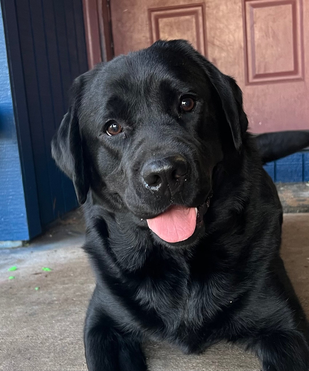 Beautiful Black Lab Face - Etsy