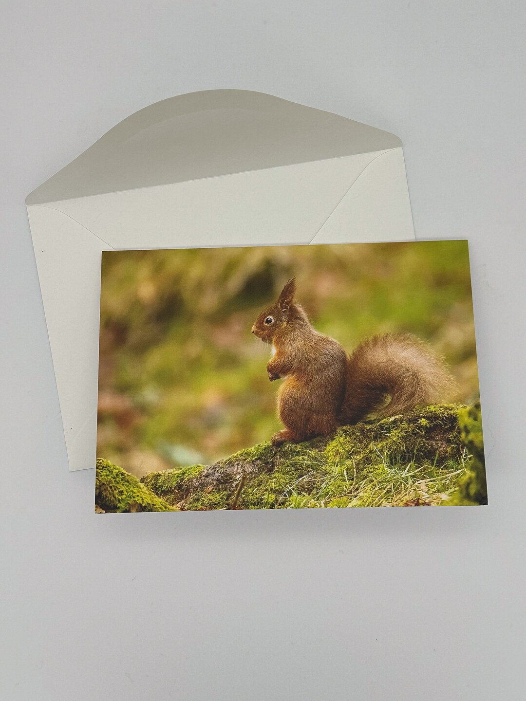 Red Squirrel Greetings Card and Envelope Birthday Just Because Blank ...