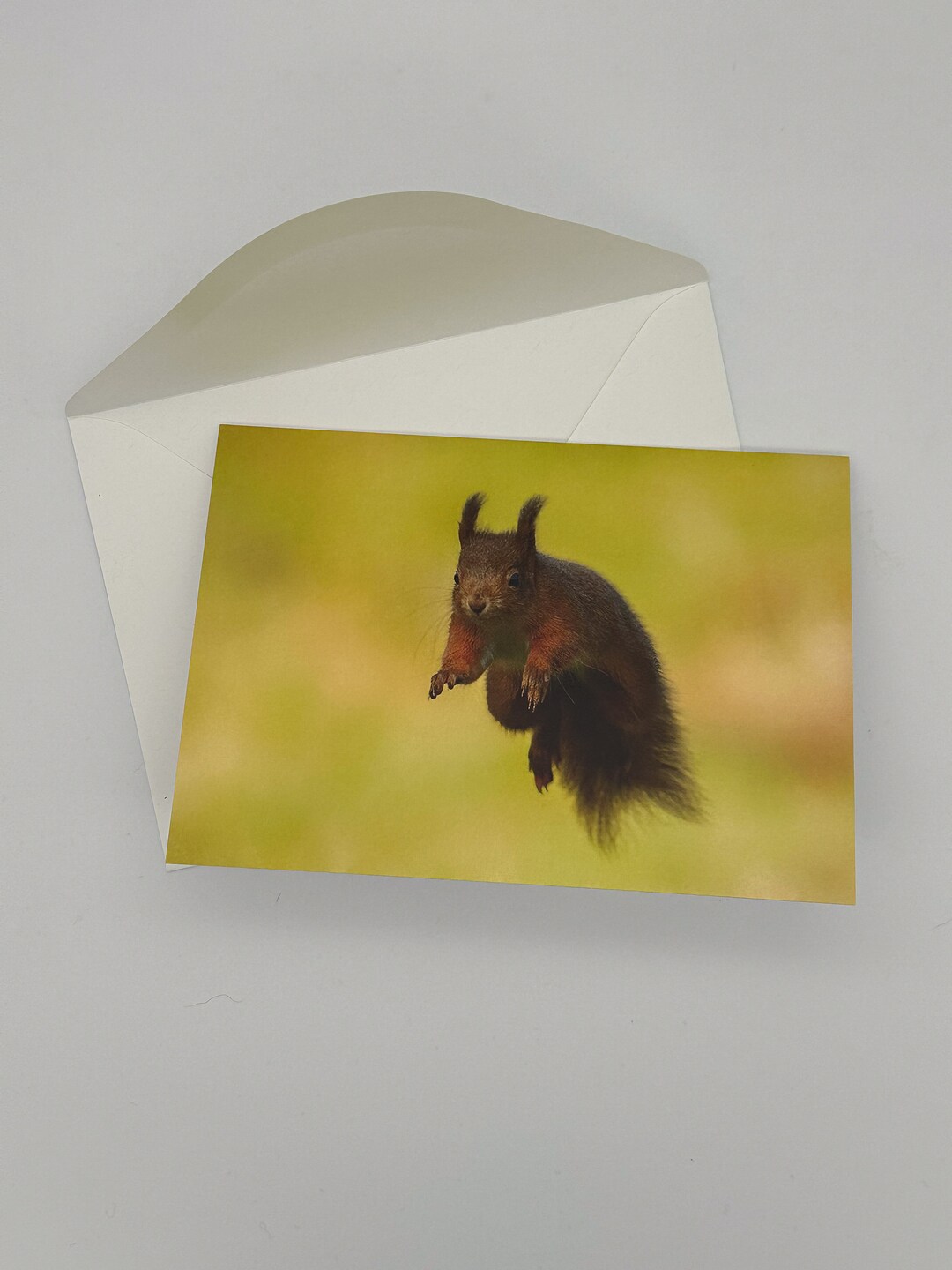 Red Squirrel Greetings Card and Envelope Birthday Just Because Blank ...
