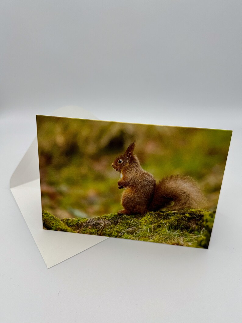 Red Squirrel Greetings Card and Envelope Birthday Just Because Blank ...