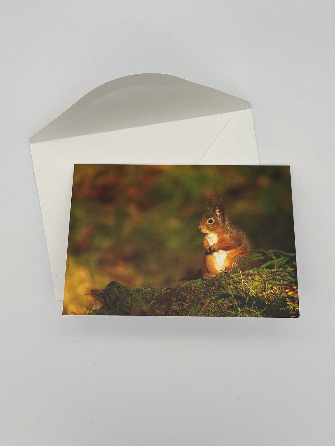 Red Squirrel Greetings Card and Envelope Birthday Just Because Blank ...