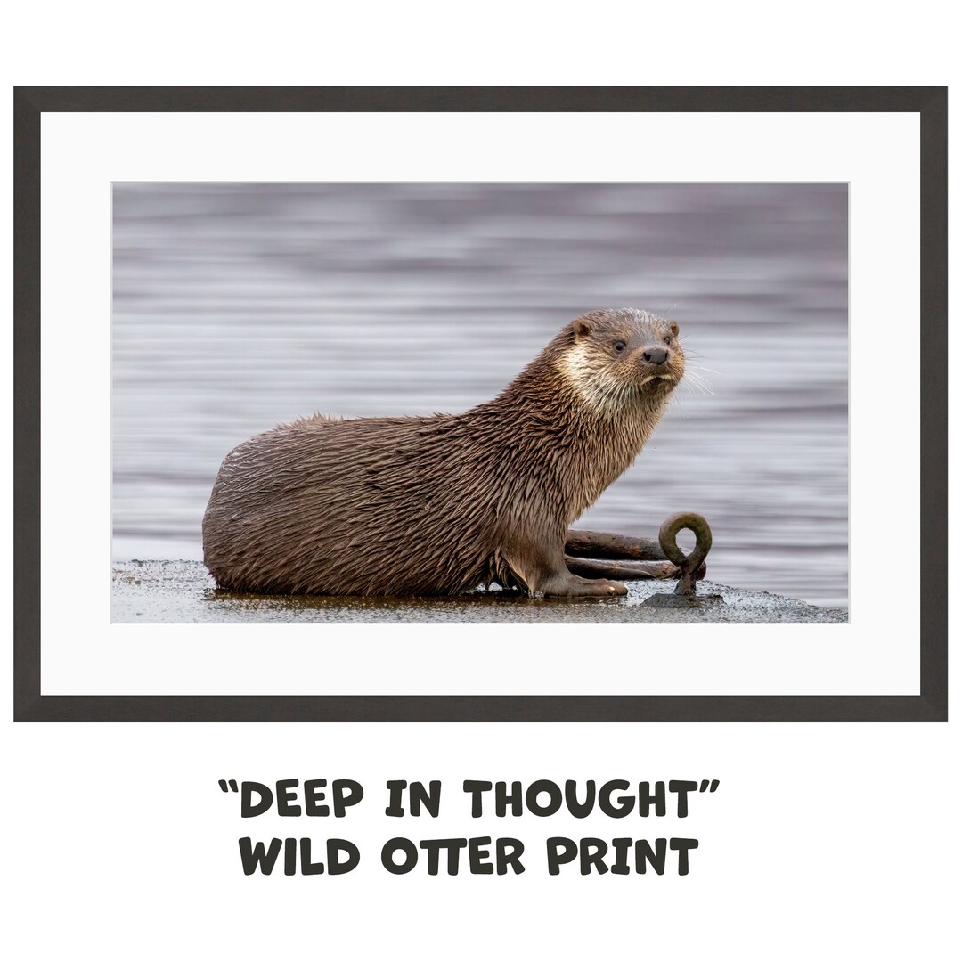 Wild Eurasian Otter Unframed Photographic Print, Scottish Highlands ...