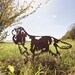 Cavalier King Charles Spaniel - Garden Statue - Corten Steel - Full ...