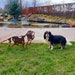 Cavalier King Charles Spaniel - Garden Statue - Corten Steel - Full ...