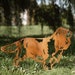 Cavalier King Charles Spaniel - Garden Statue - Corten Steel - Full ...