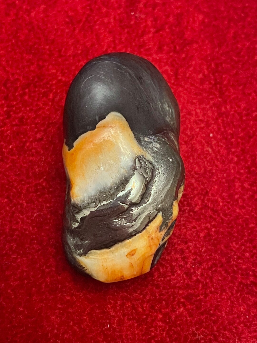 Dragon Bone Stone Rare Taiwanese Gem - Etsy