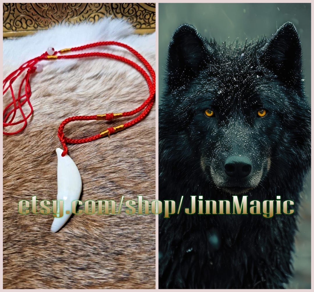 Real Big Black Wolf Tooth Powerful Protection Amulet, Extracted in the ...