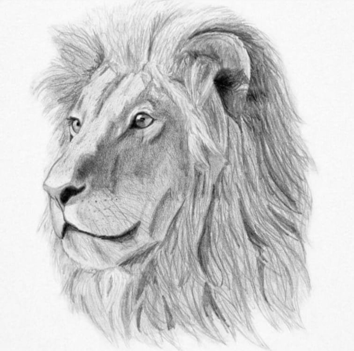 Lion Sketch Handmade Pencil Sketch for Home Decor Rate Option for Gift ...